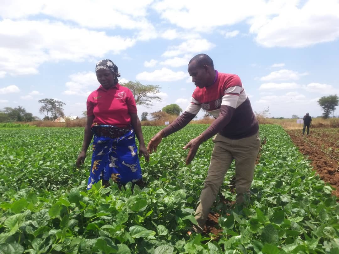 Wakulima waeleza mafanikio ya kilimo cha umwagiliaji | Nipashe